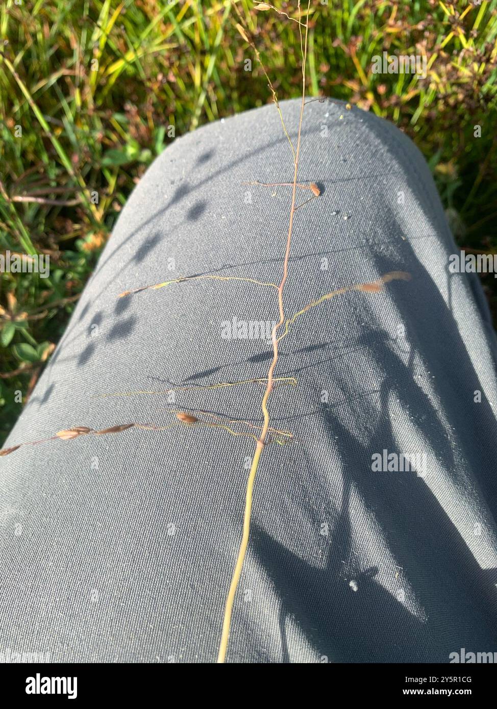 rice cutgrass (Leersia oryzoides) Plantae Stock Photo - Alamy