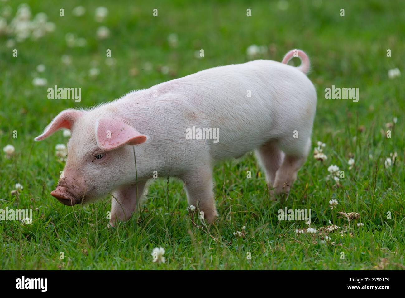 Portrait of a British Landrace piglet Stock Photo - Alamy