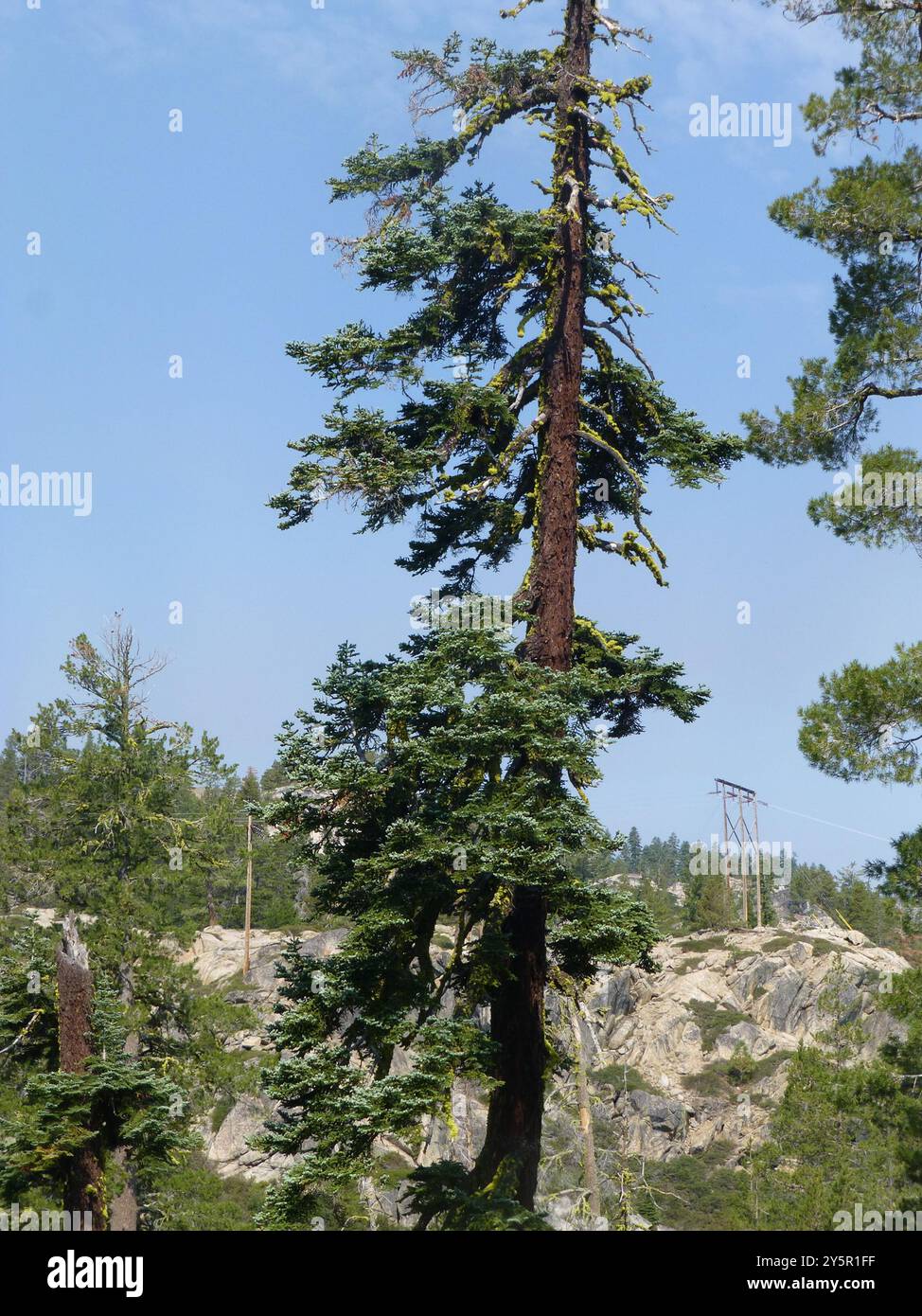 red fir (Abies magnifica) Plantae Stock Photo - Alamy