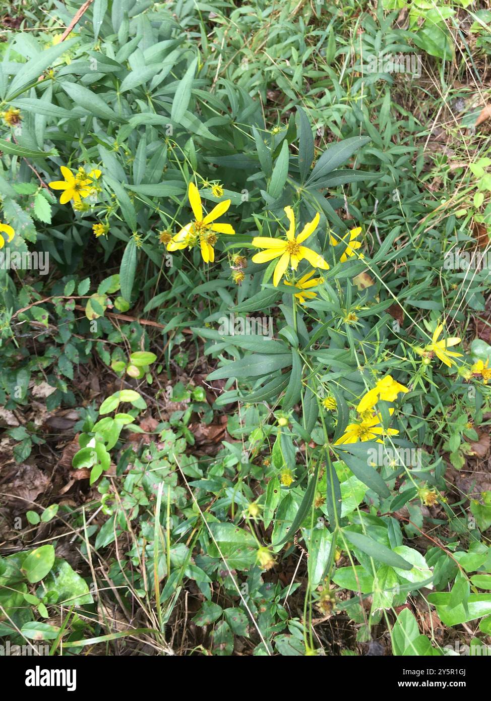 Greater Tickseed (Coreopsis major) Plantae Stock Photo - Alamy