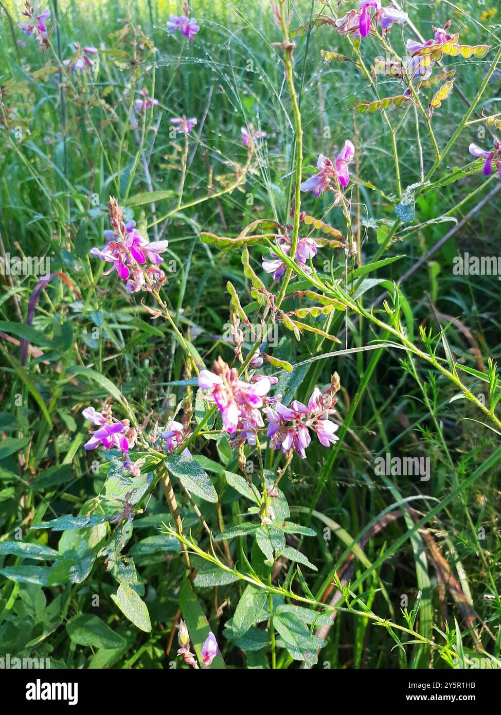 showy tick-trefoil (Desmodium canadense) Plantae Stock Photo - Alamy