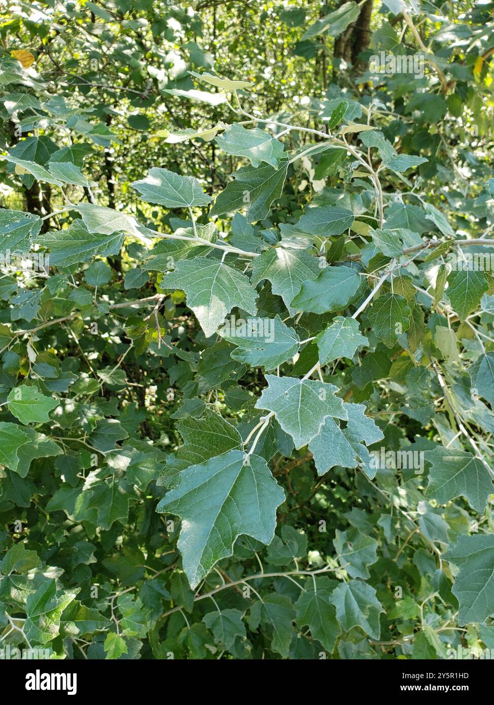 white poplar (Populus alba) Plantae Stock Photo - Alamy