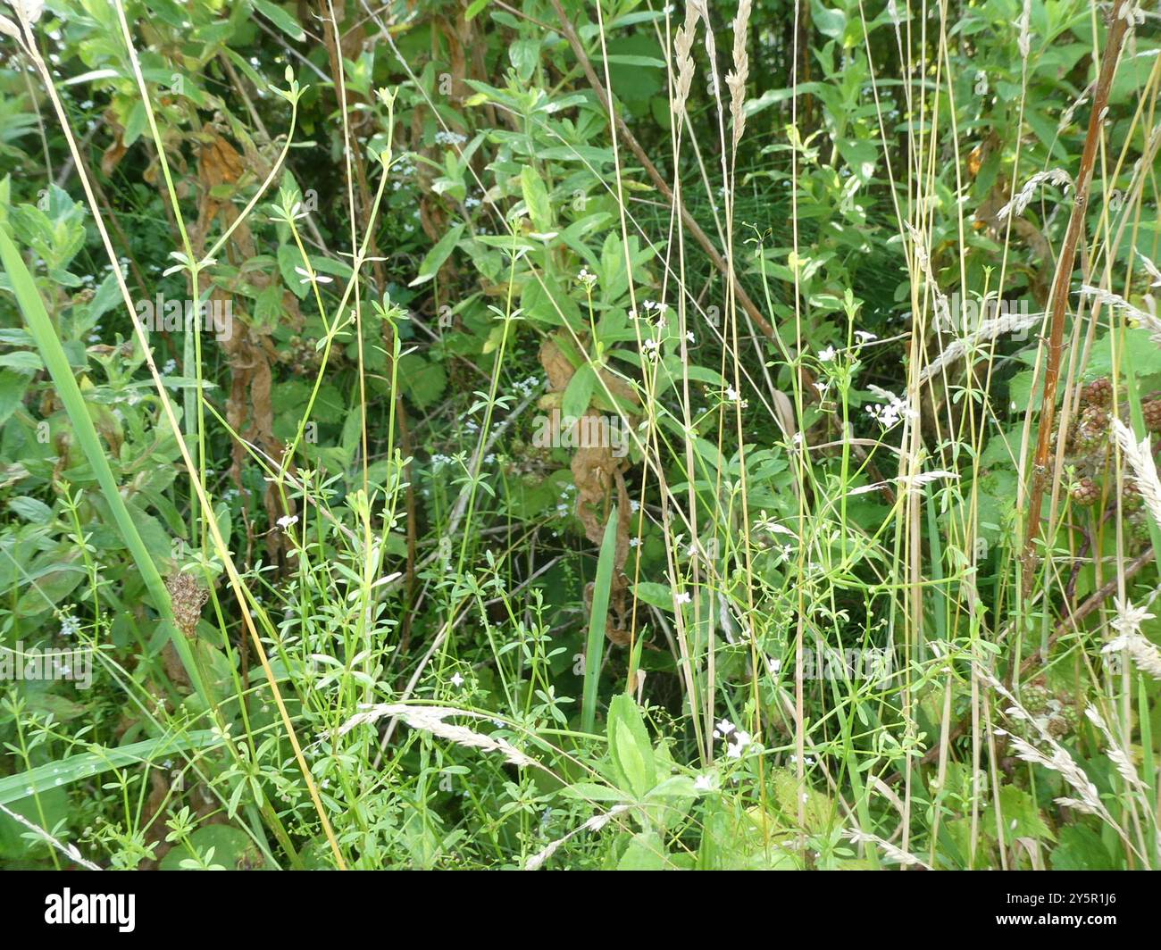 Common Marsh-bedstraw (Galium palustre) Plantae Stock Photo - Alamy