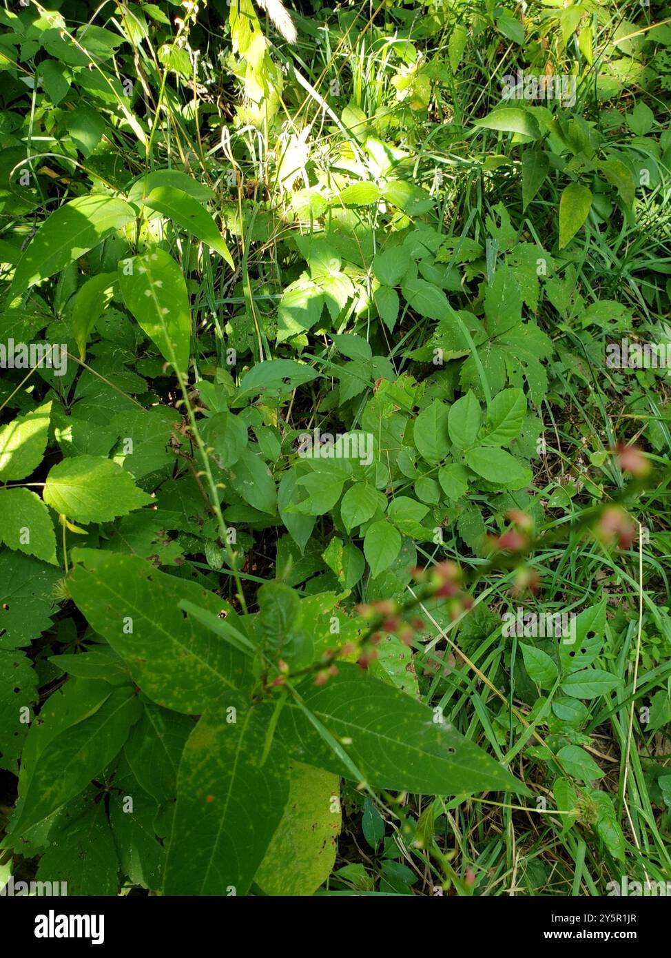 American jumpseed (Persicaria virginiana) Plantae Stock Photo - Alamy