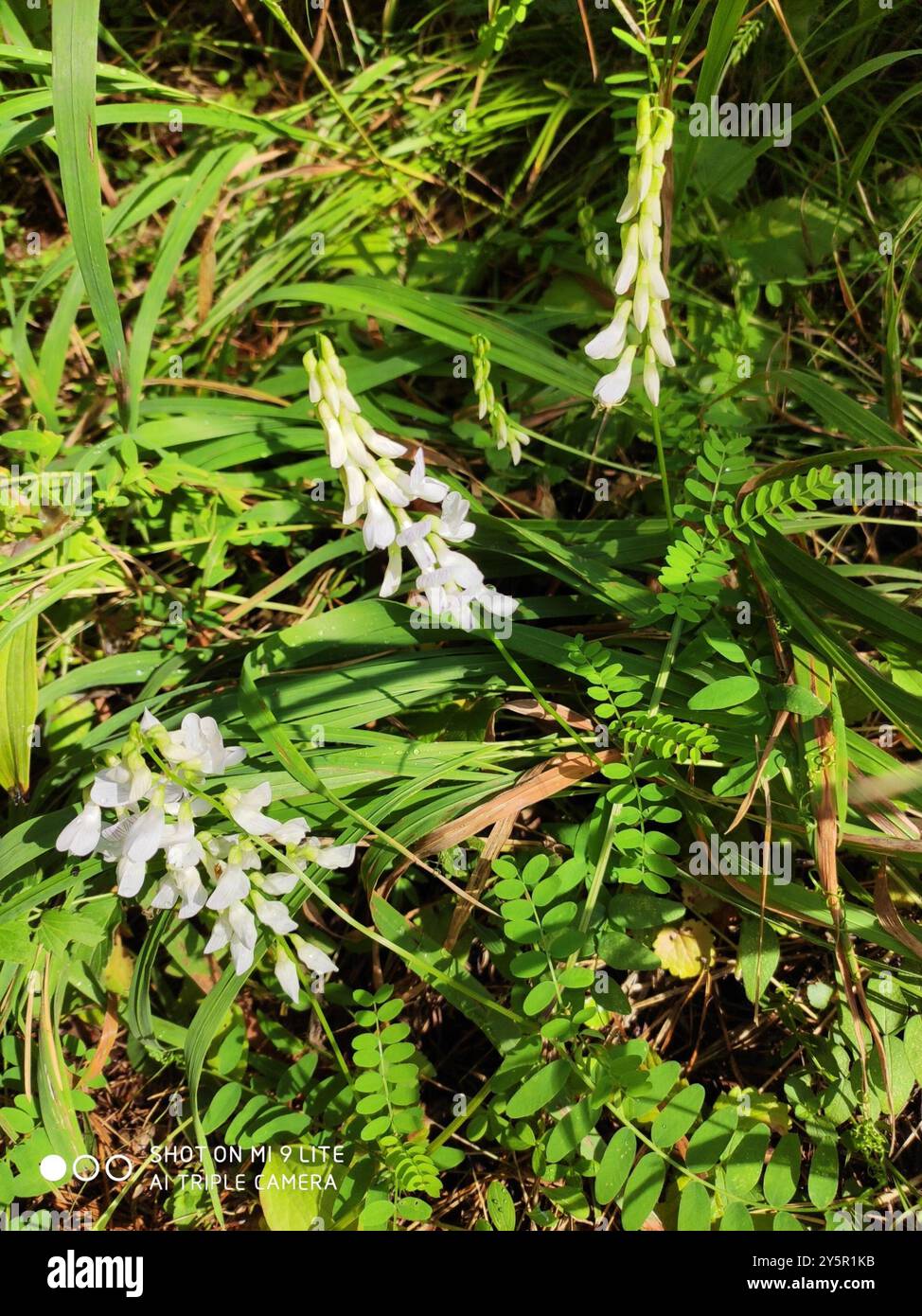 Wood Vetch (Vicia sylvatica) Plantae Stock Photo - Alamy