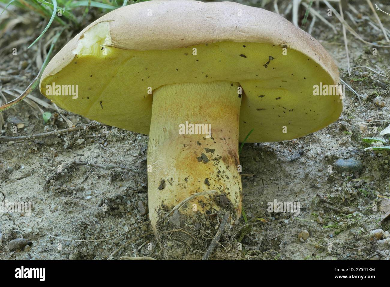 boletes (Boletaceae) Fungi Stock Photo - Alamy