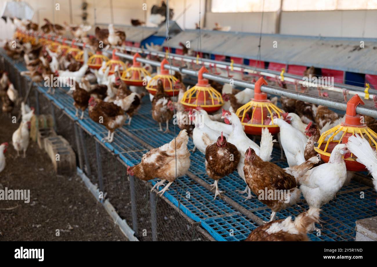 Laying hens in farm poultry house equipped with grain feeders Stock ...
