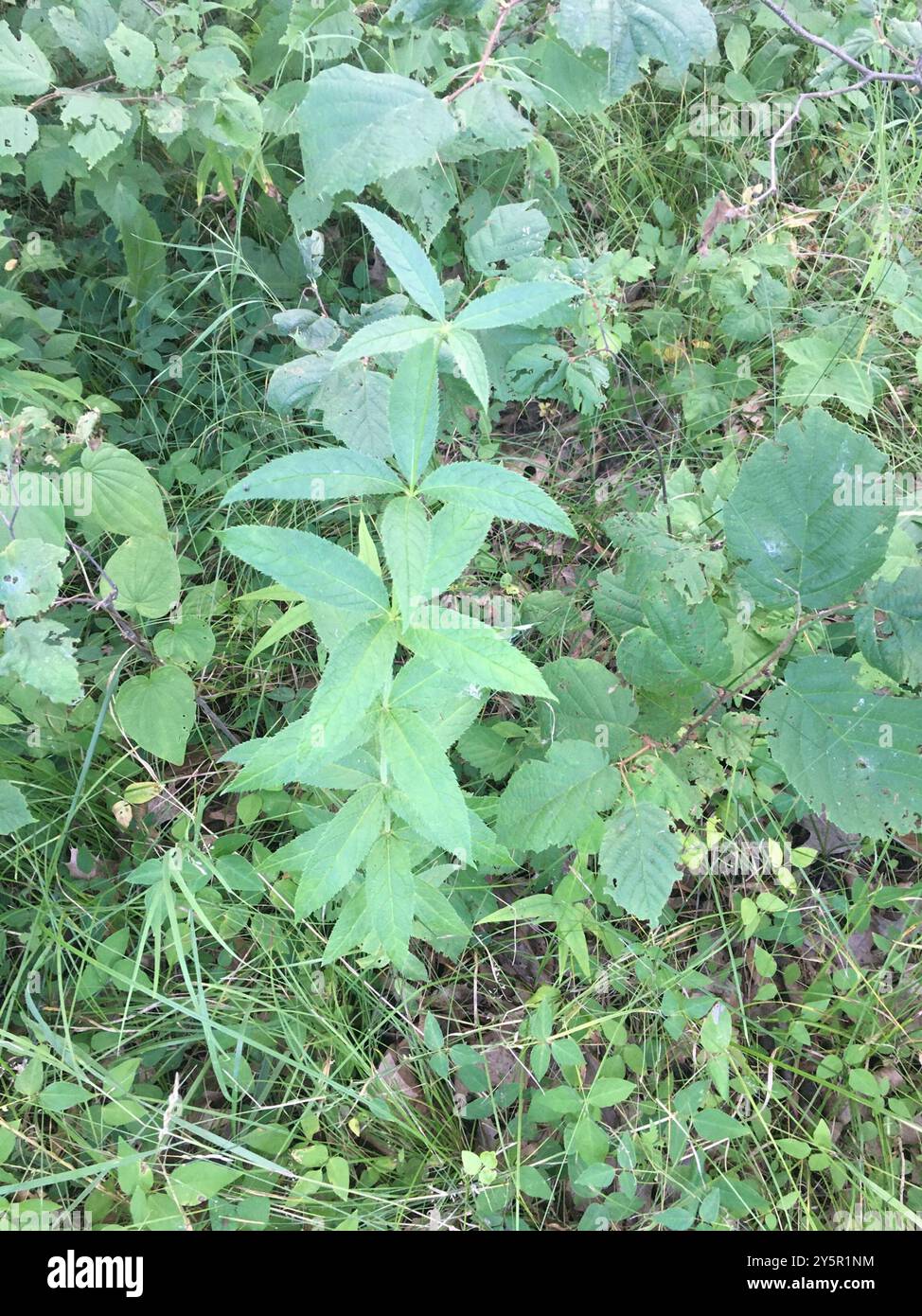 Culver's root (Veronicastrum virginicum) Plantae Stock Photo - Alamy