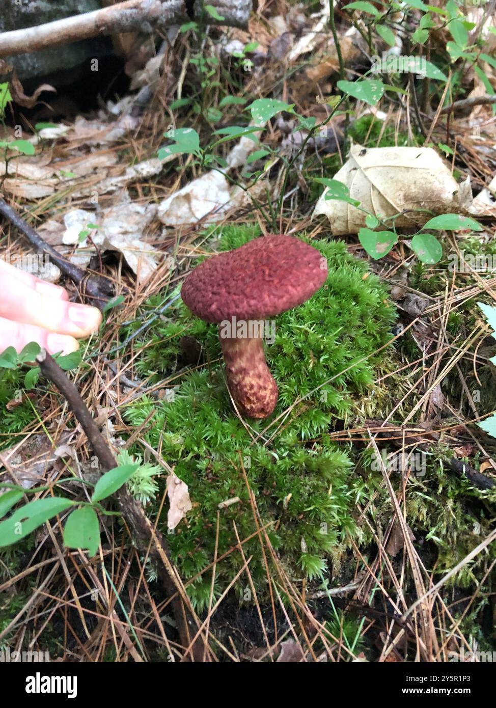 Painted Suillus (Suillus spraguei) Fungi Stock Photo - Alamy