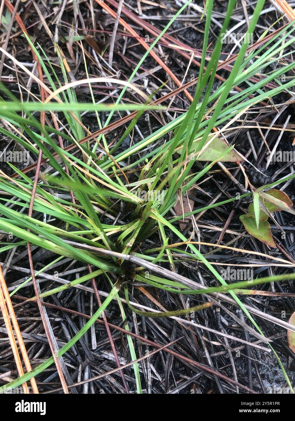 fascicled beaksedge (Rhynchospora fascicularis) Plantae Stock Photo - Alamy
