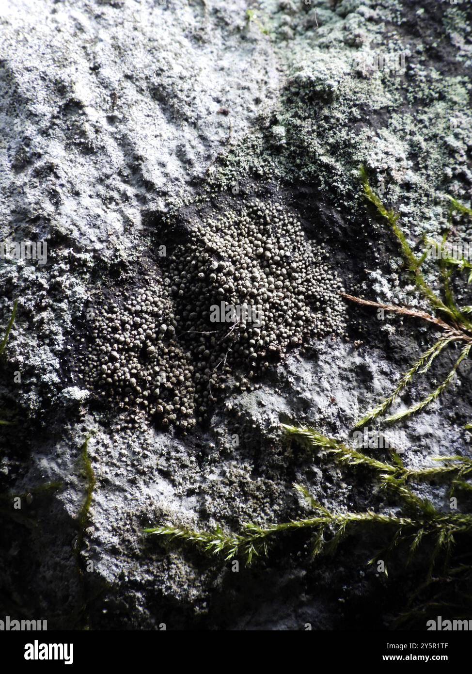 bushy lichens, sea-fog lichens, and allies (Ramalinaceae) Fungi Stock ...