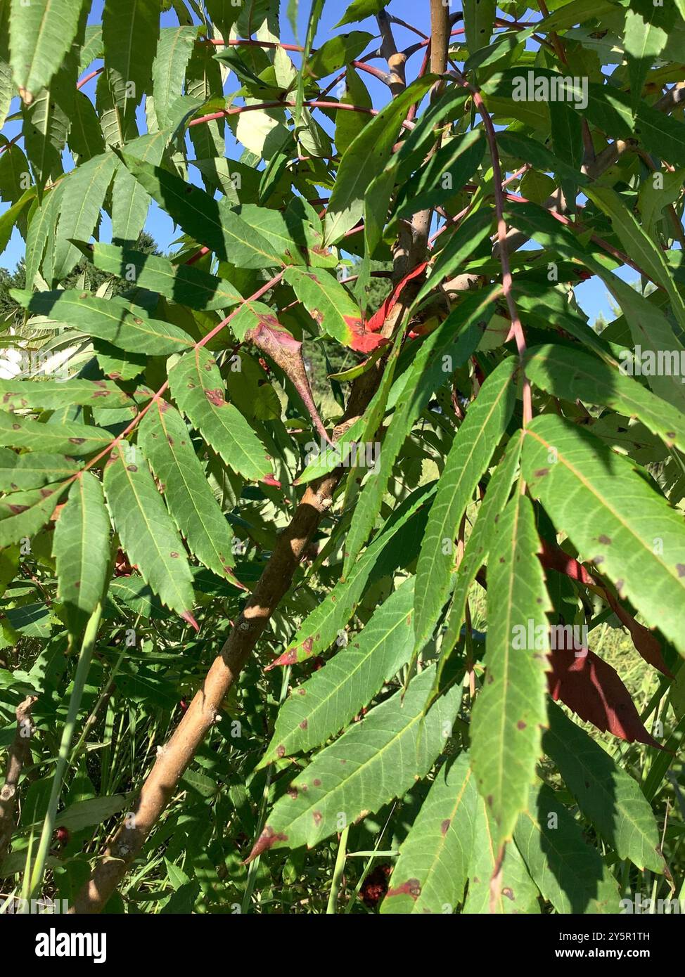 smooth sumac (Rhus glabra) Plantae Stock Photo - Alamy