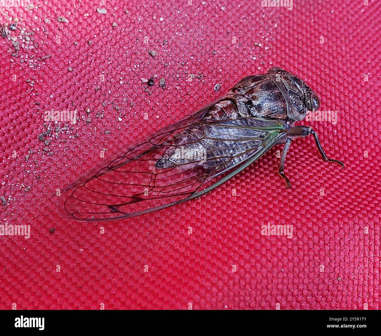 Northern Dog-day Cicada (Neotibicen canicularis) Insecta Stock Photo ...