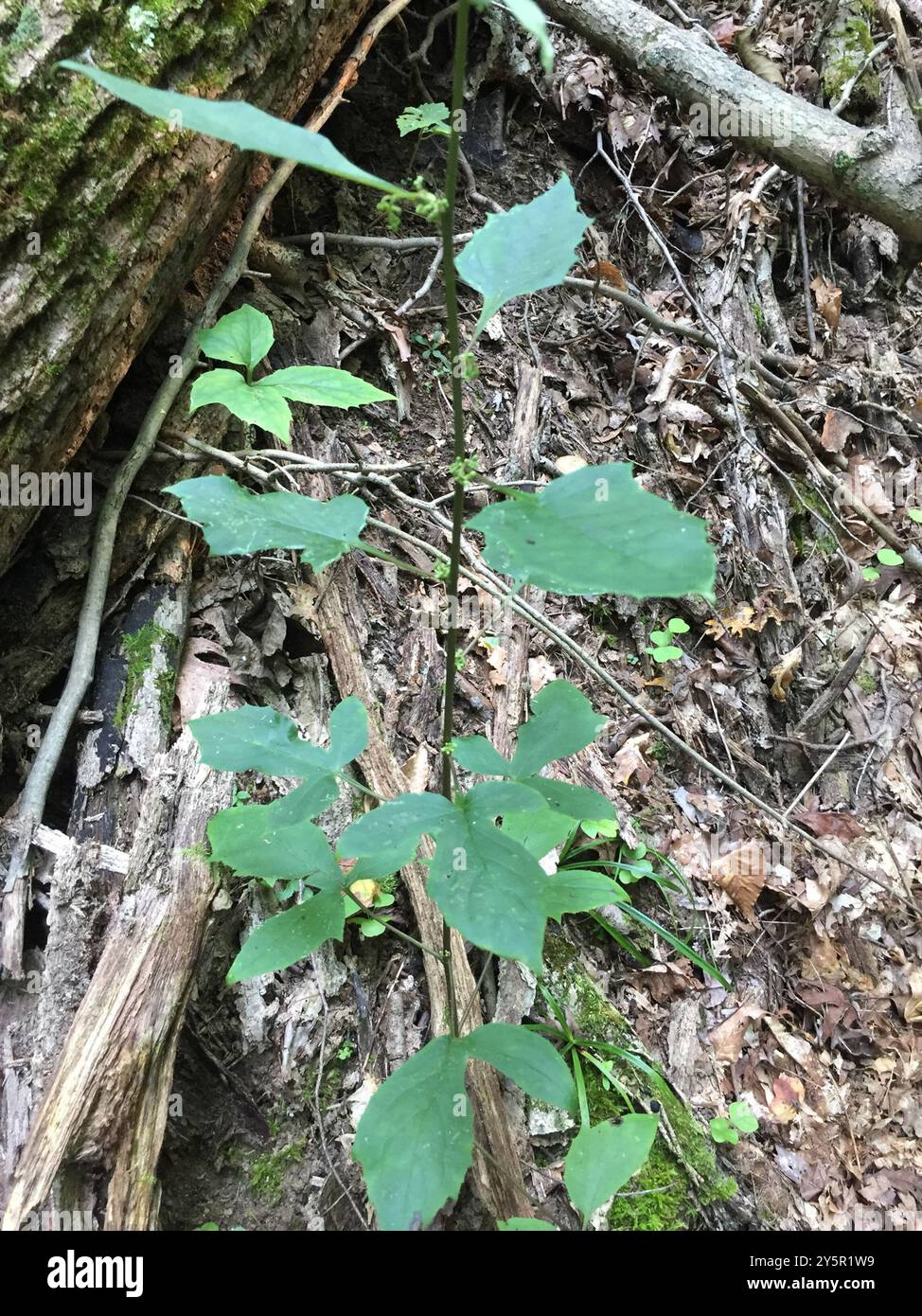 tall rattlesnake root (Nabalus altissimus) Plantae Stock Photo - Alamy