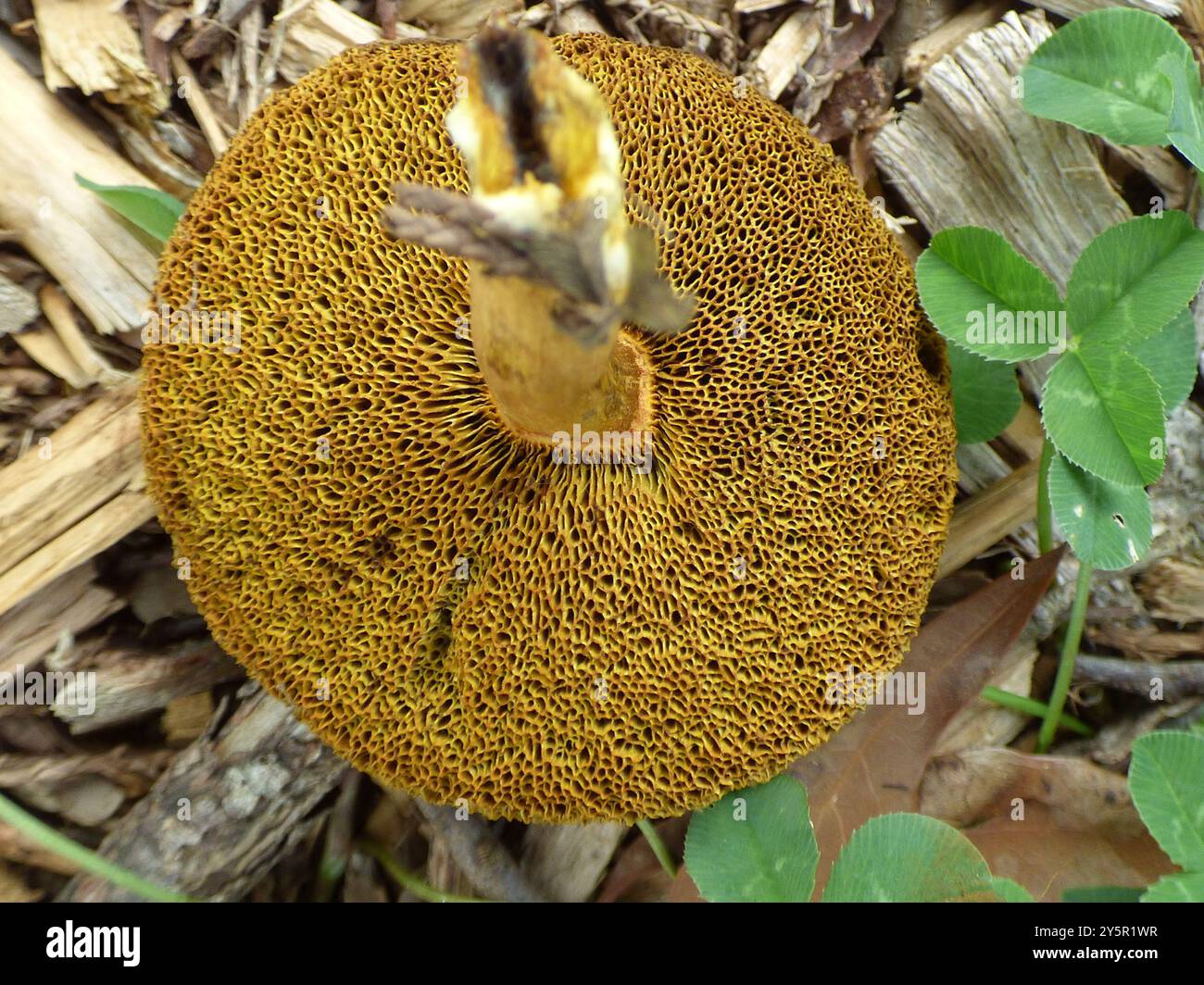boletes (Boletaceae) Fungi Stock Photo - Alamy