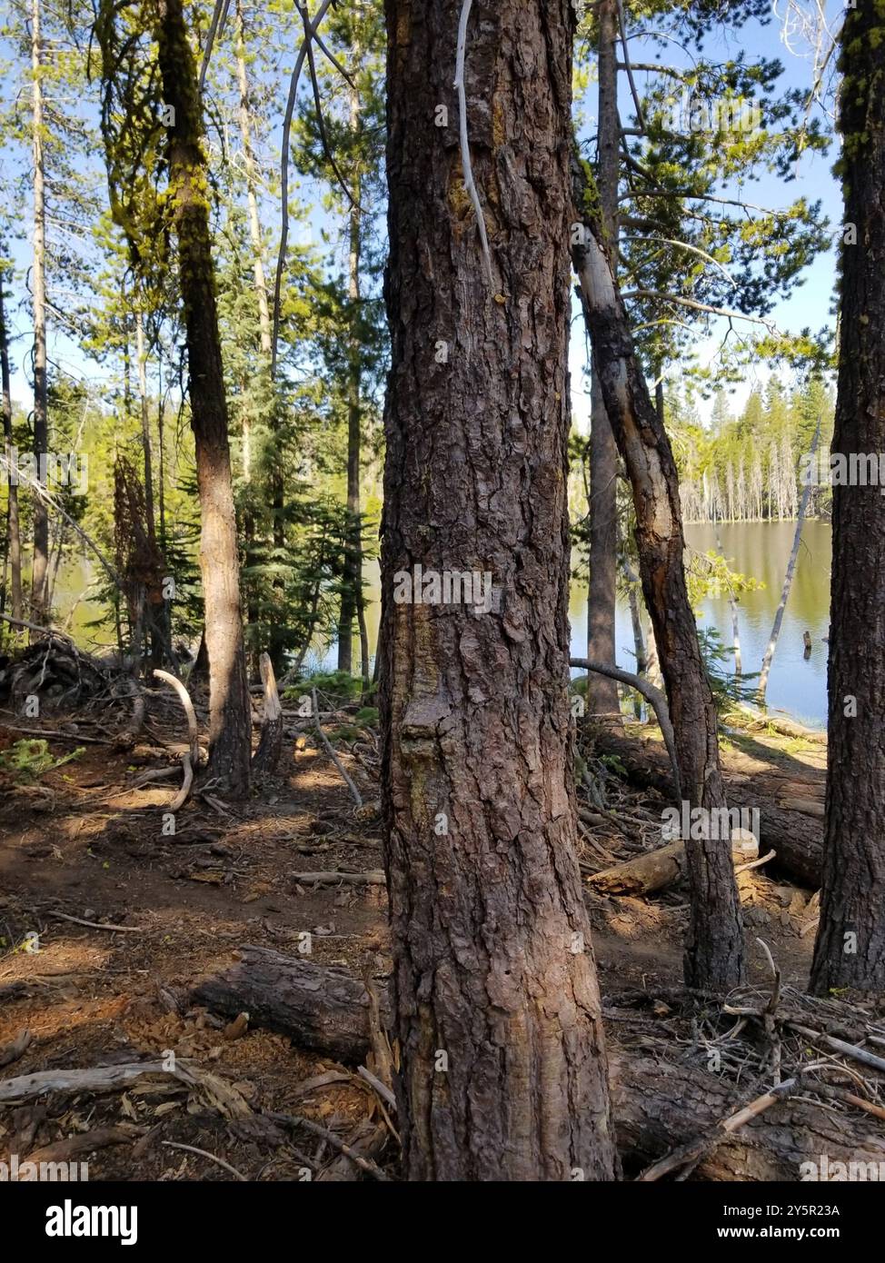 red fir (Abies magnifica) Plantae Stock Photo - Alamy