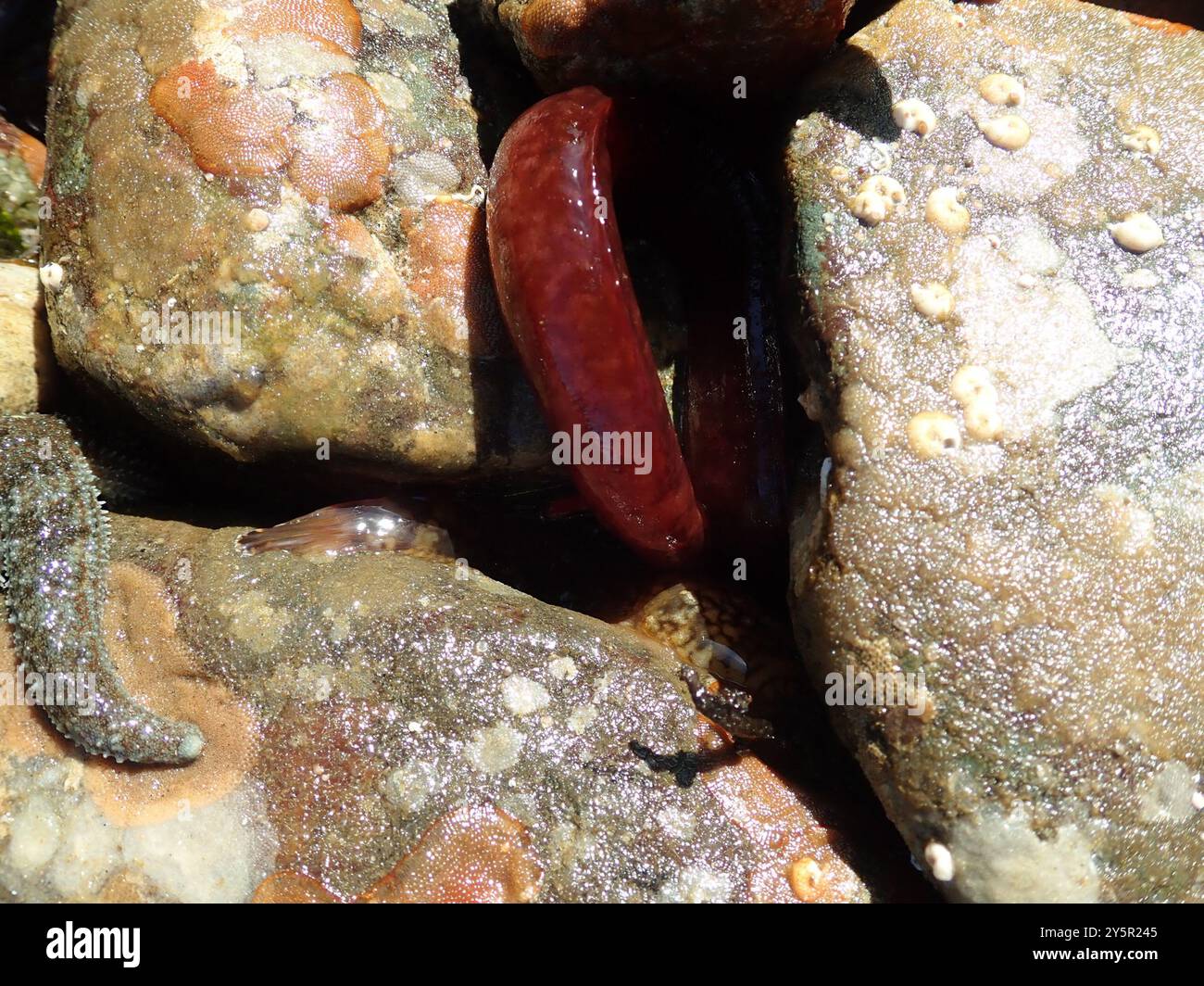 Penpoint Gunnel (Apodichthys flavidus) Actinopterygii Stock Photo - Alamy