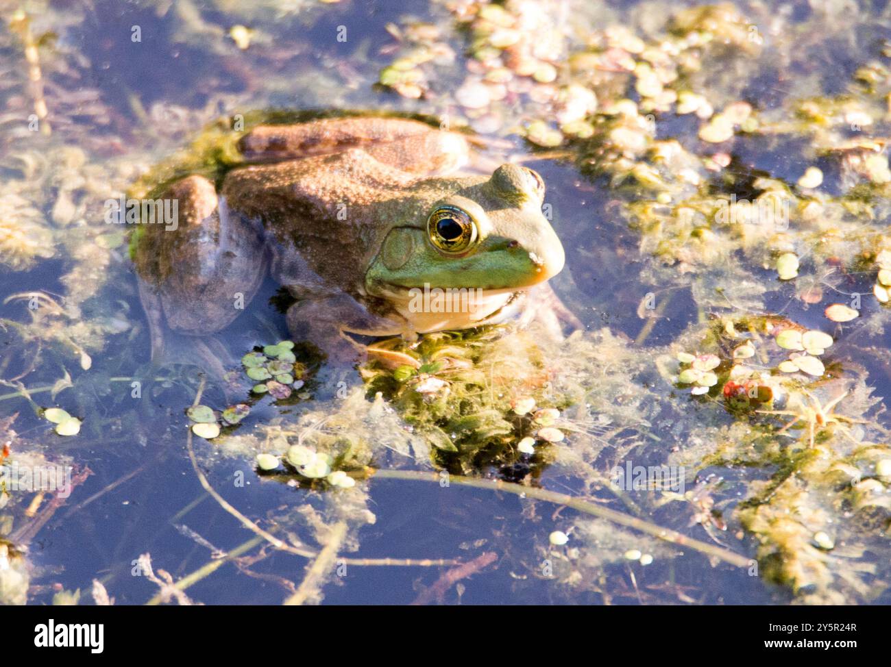 American Bullfrog (Lithobates catesbeianus) Amphibia Stock Photo - Alamy