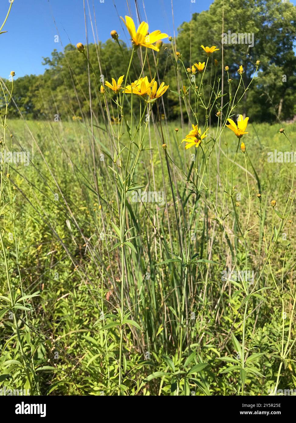 tall coreopsis (Coreopsis tripteris) Plantae Stock Photo - Alamy