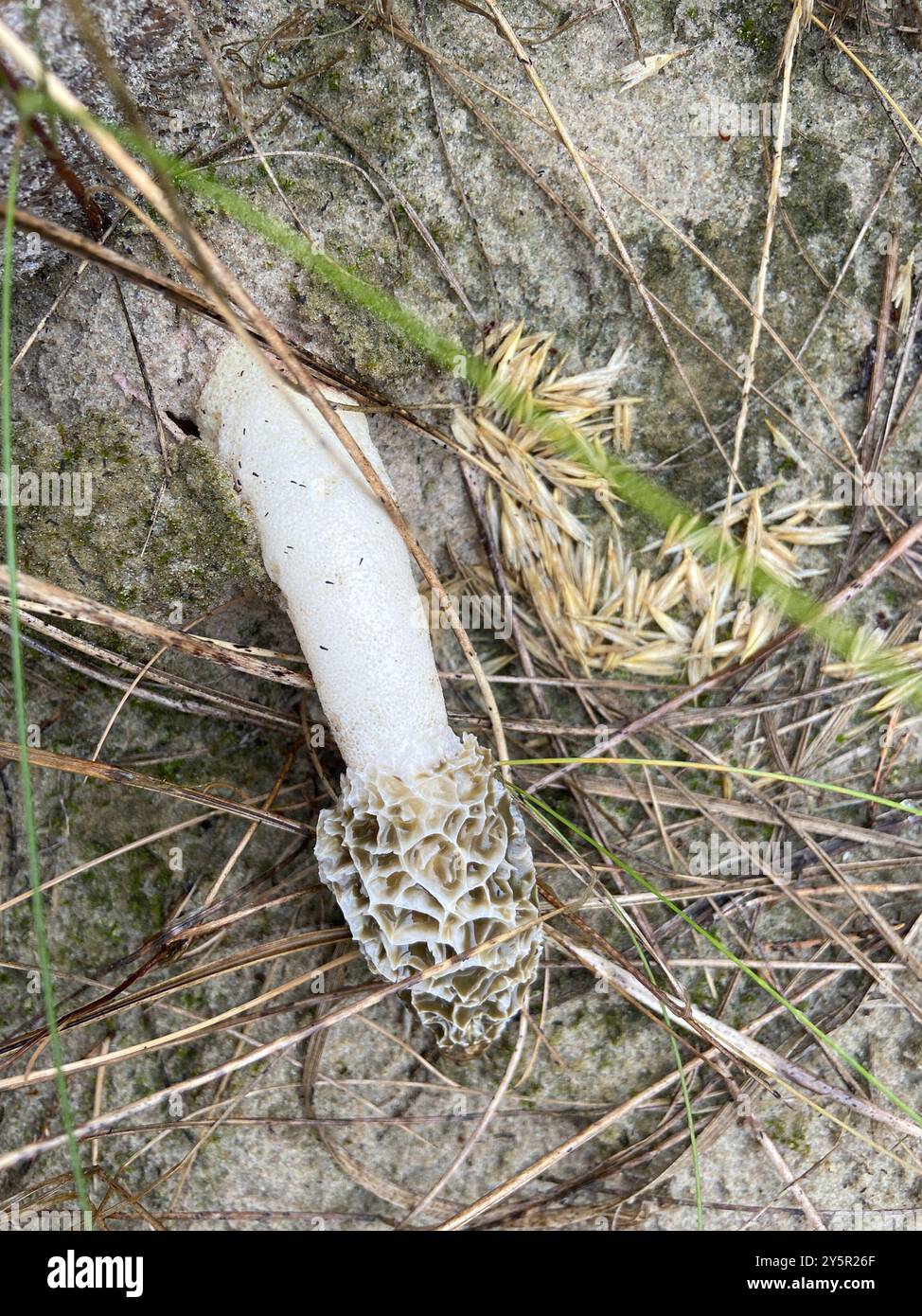 dune stinkhorn (Phallus hadriani) Fungi Stock Photo - Alamy