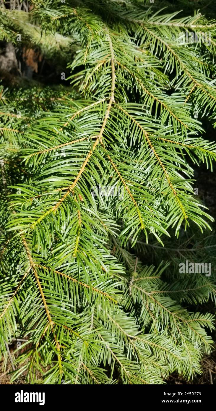 white fir (Abies concolor) Plantae Stock Photo - Alamy