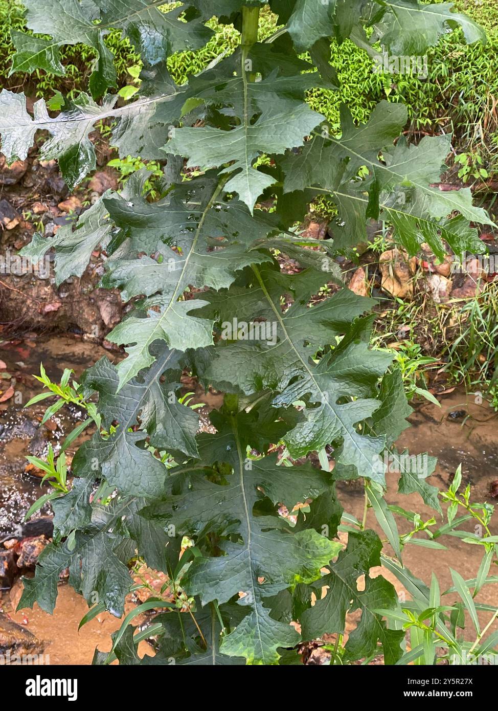 tall blue lettuce (Lactuca biennis) Plantae Stock Photo - Alamy