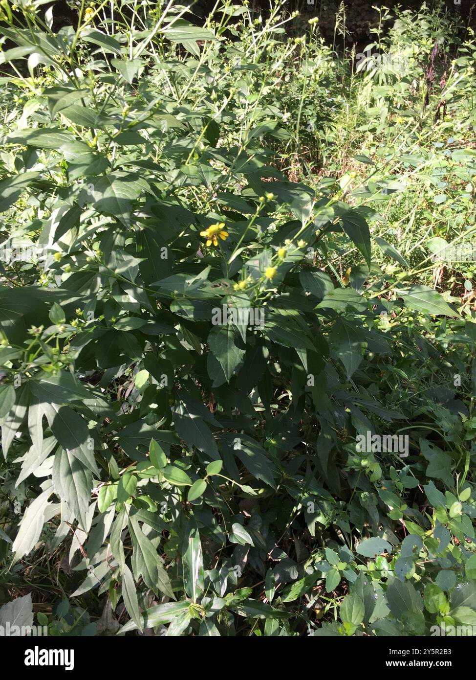cutleaf coneflower (Rudbeckia laciniata) Plantae Stock Photo - Alamy