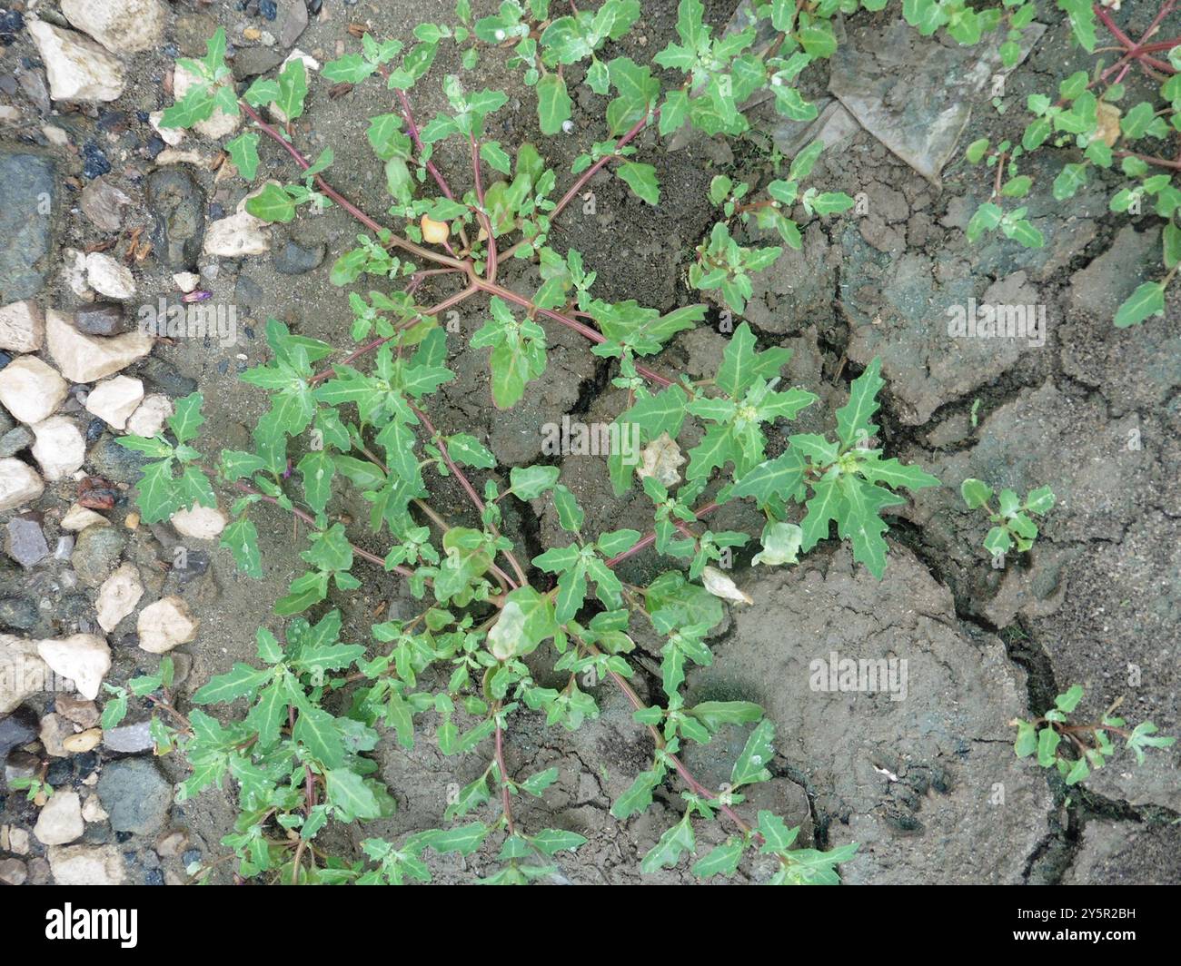 oak-leaved goosefoot (Oxybasis glauca) Plantae Stock Photo - Alamy