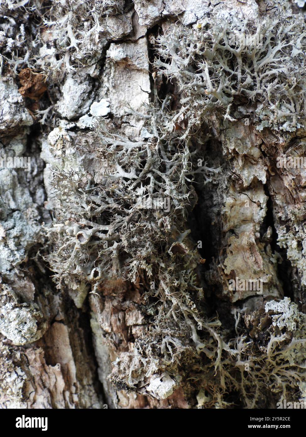 Great Ciliated Lichen (Anaptychia ciliaris) Fungi Stock Photo - Alamy