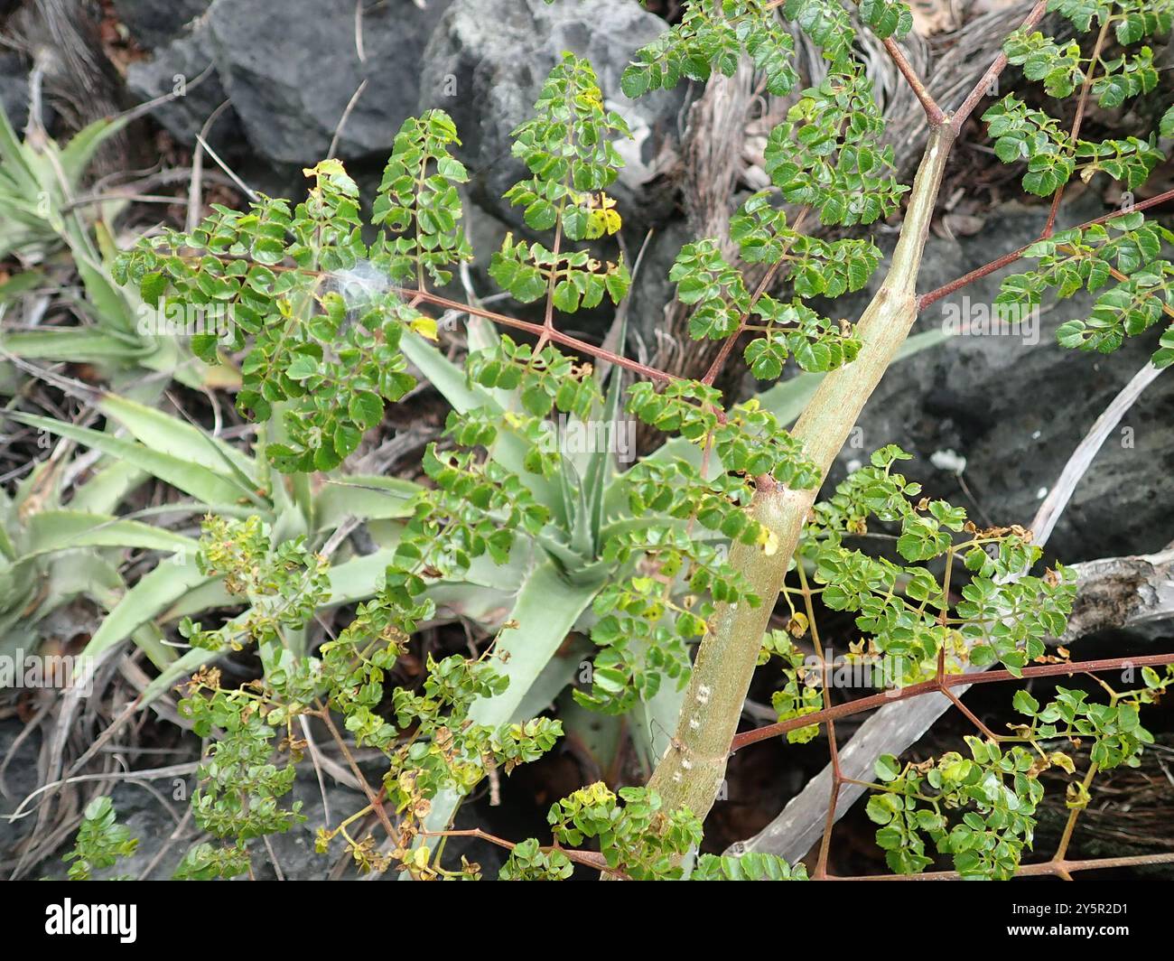 flowering plants (Angiospermae) Plantae Stock Photo - Alamy