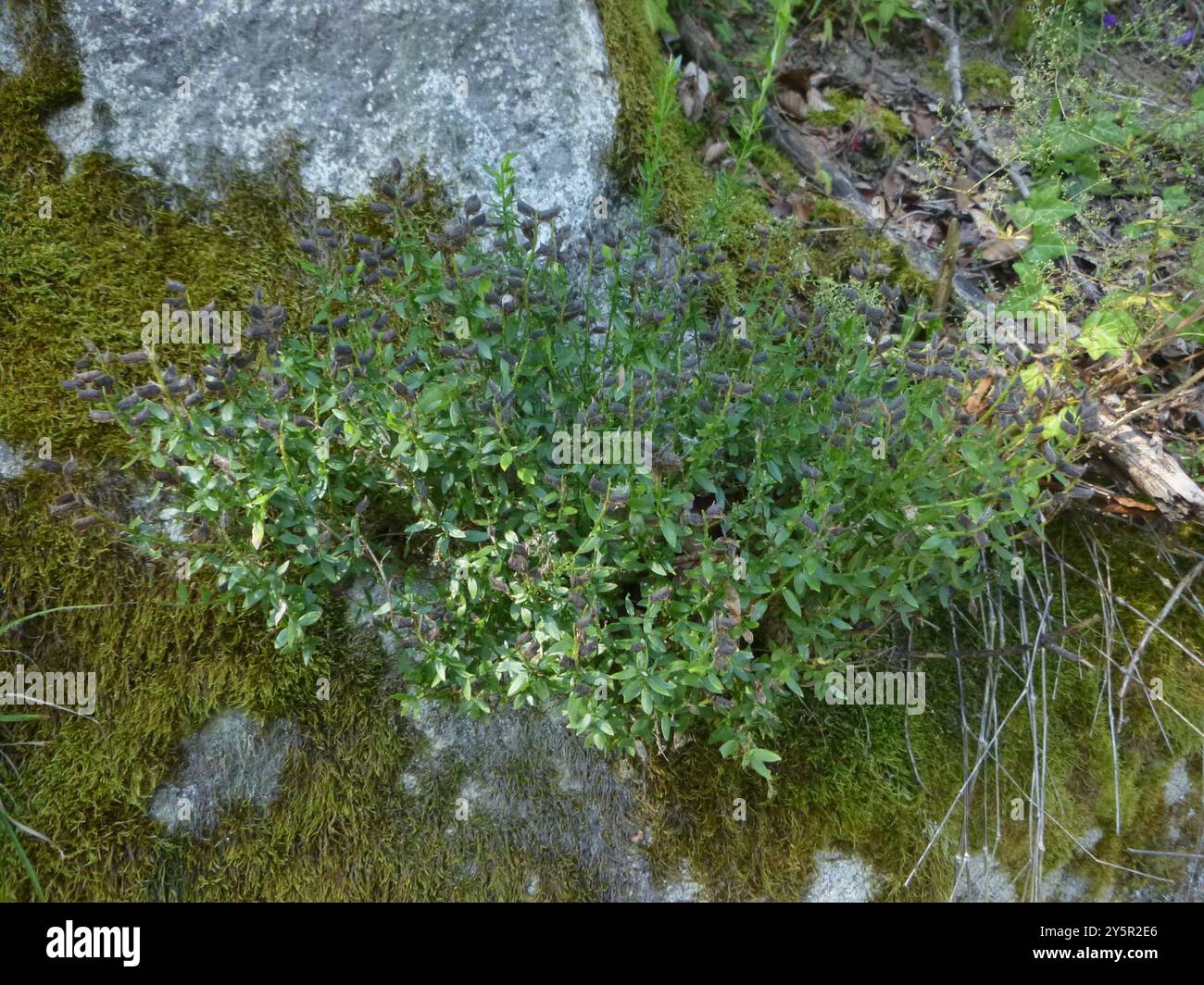 German Greenweed (Genista germanica) Plantae Stock Photo - Alamy