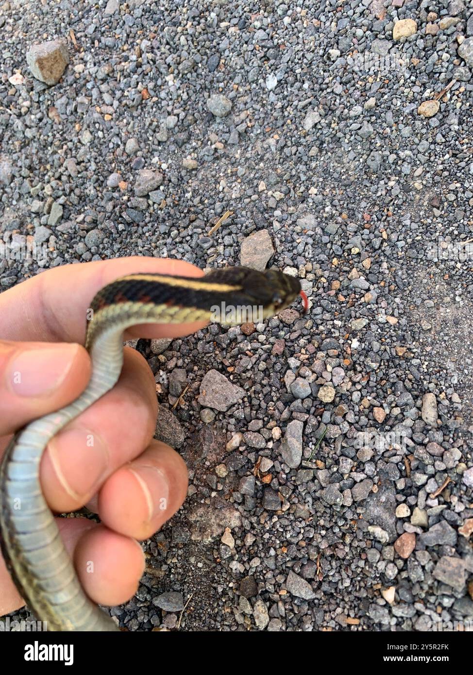 Valley Garter Snake (Thamnophis sirtalis fitchi) Reptilia Stock Photo ...