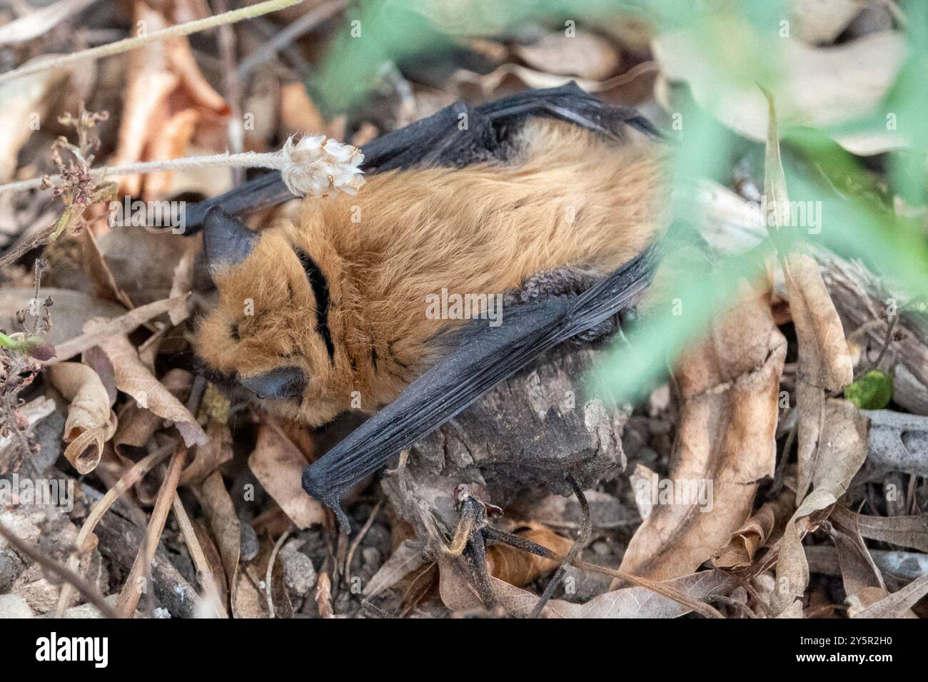 Mouse-eared Bats (Myotis) Mammalia Stock Photo - Alamy
