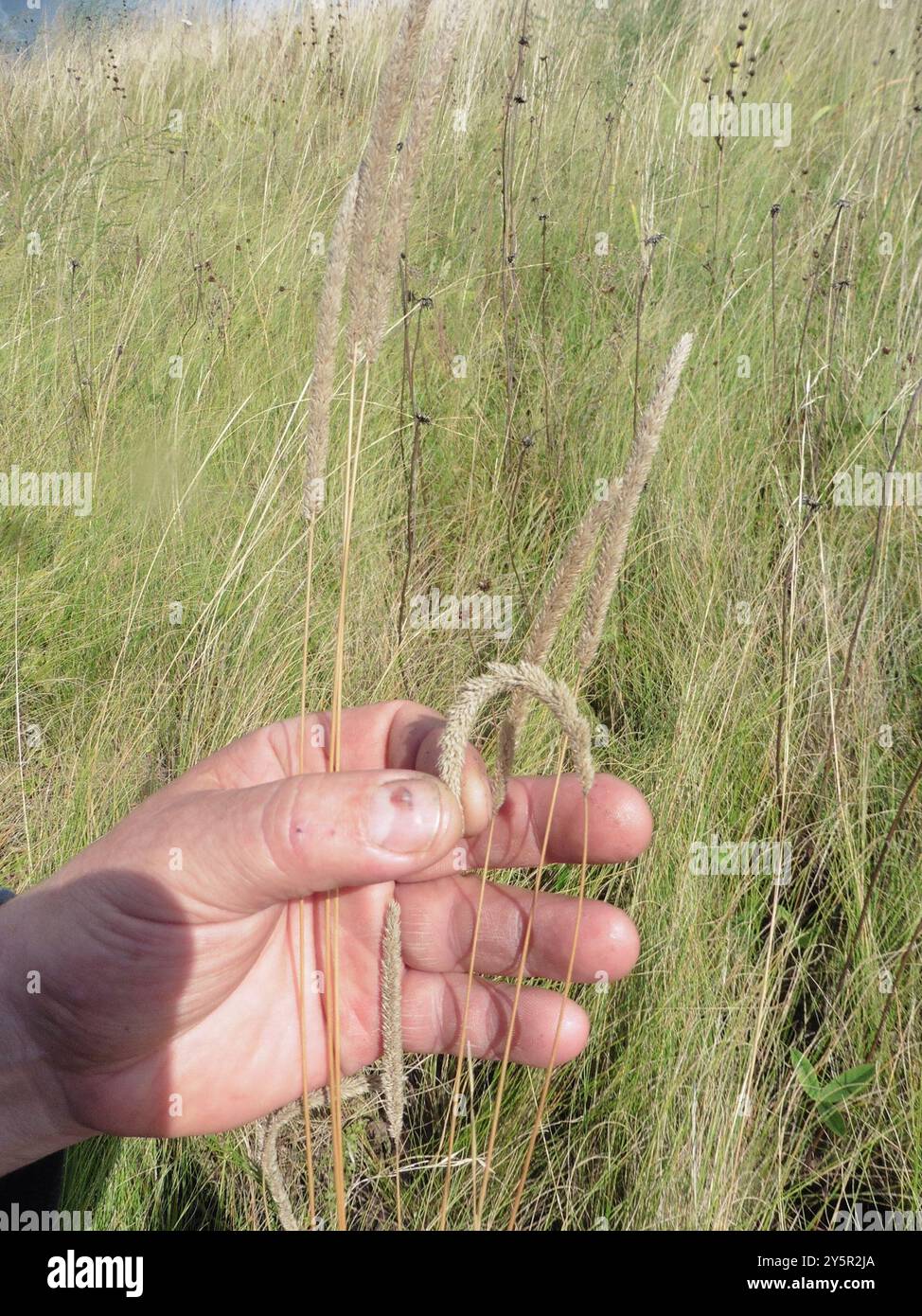 Purple-stem Cat's-tail (Phleum phleoides) Plantae Stock Photo - Alamy