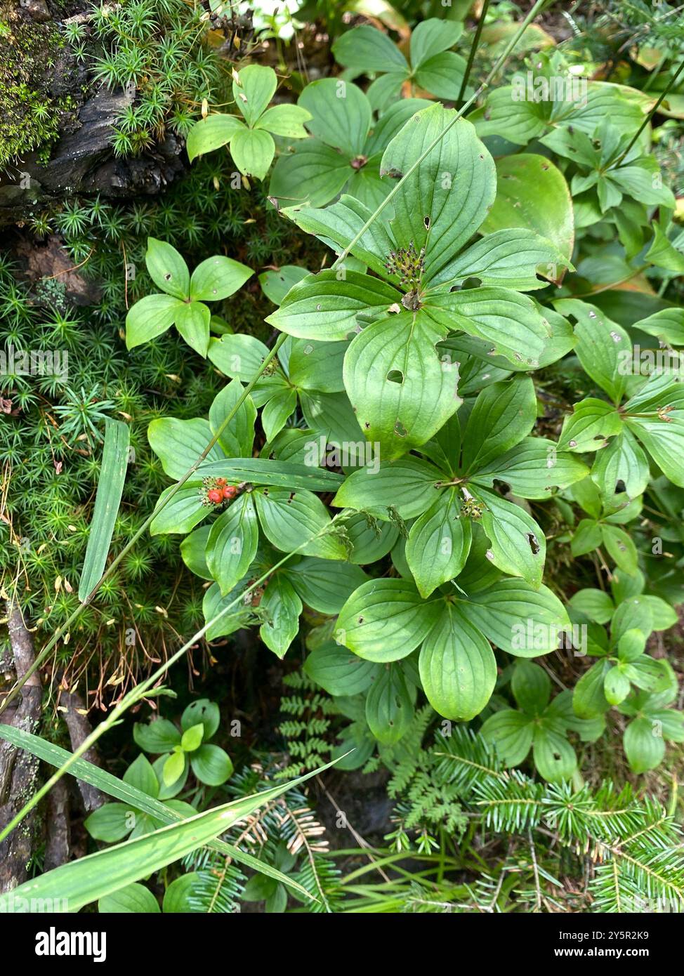 Canadian bunchberry (Cornus canadensis) Plantae Stock Photo - Alamy