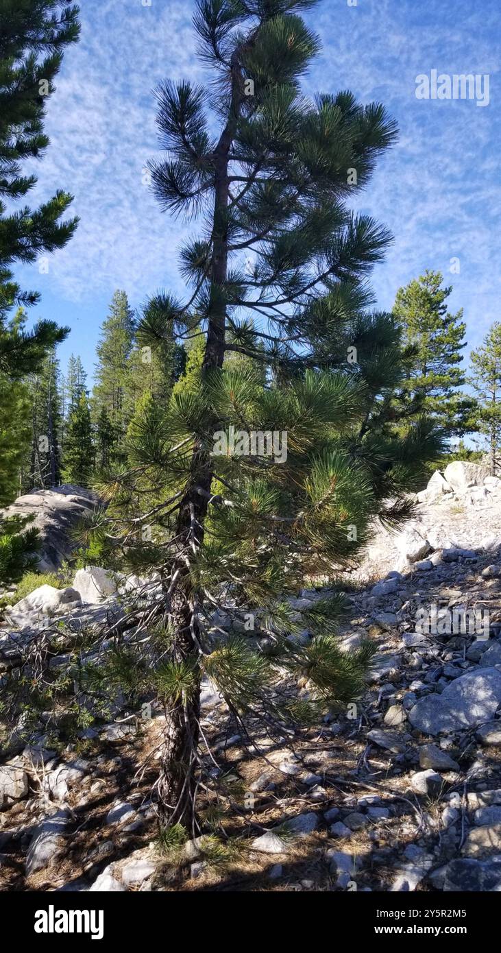 western white pine (Pinus monticola) Plantae Stock Photo - Alamy