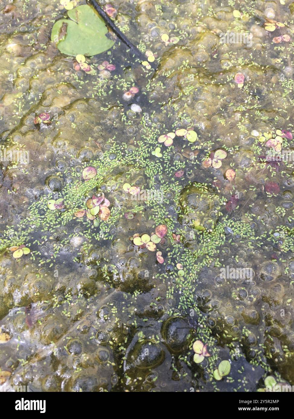 Columbian Watermeal (Wolffia columbiana) Plantae Stock Photo - Alamy