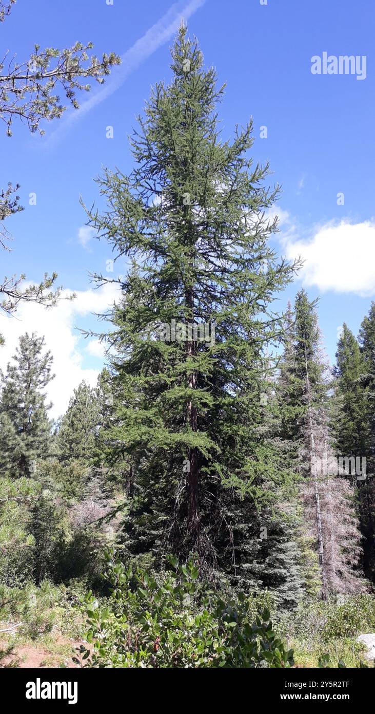 western larch (Larix occidentalis) Plantae Stock Photo - Alamy