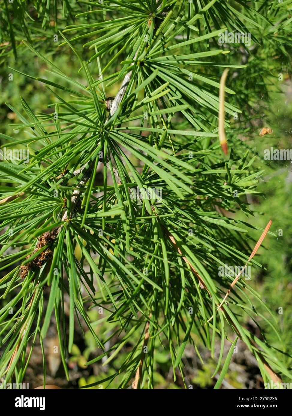 western larch (Larix occidentalis) Plantae Stock Photo - Alamy
