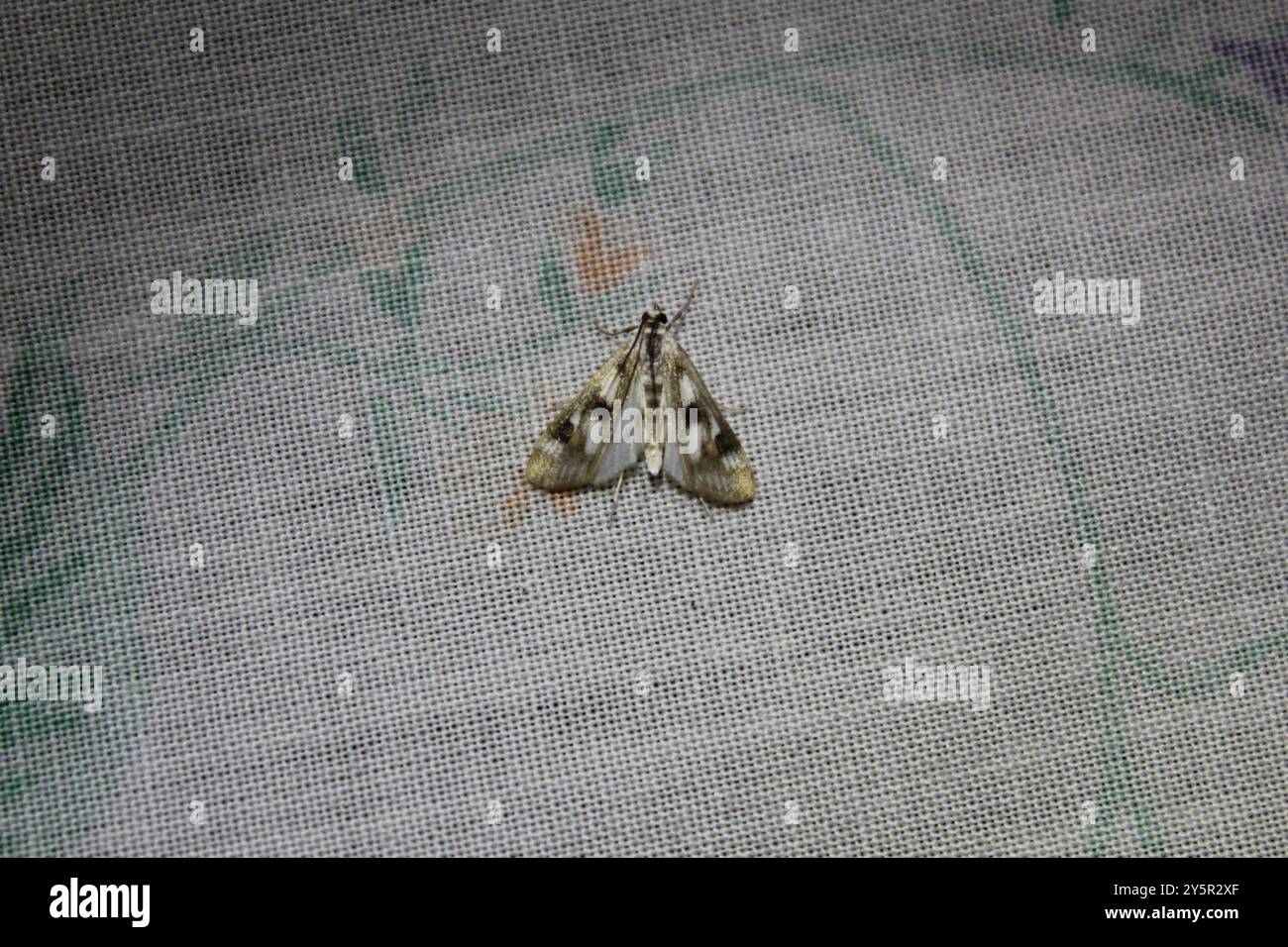 Polymorphic Pondweed Moth (Parapoynx maculalis) Insecta Stock Photo - Alamy