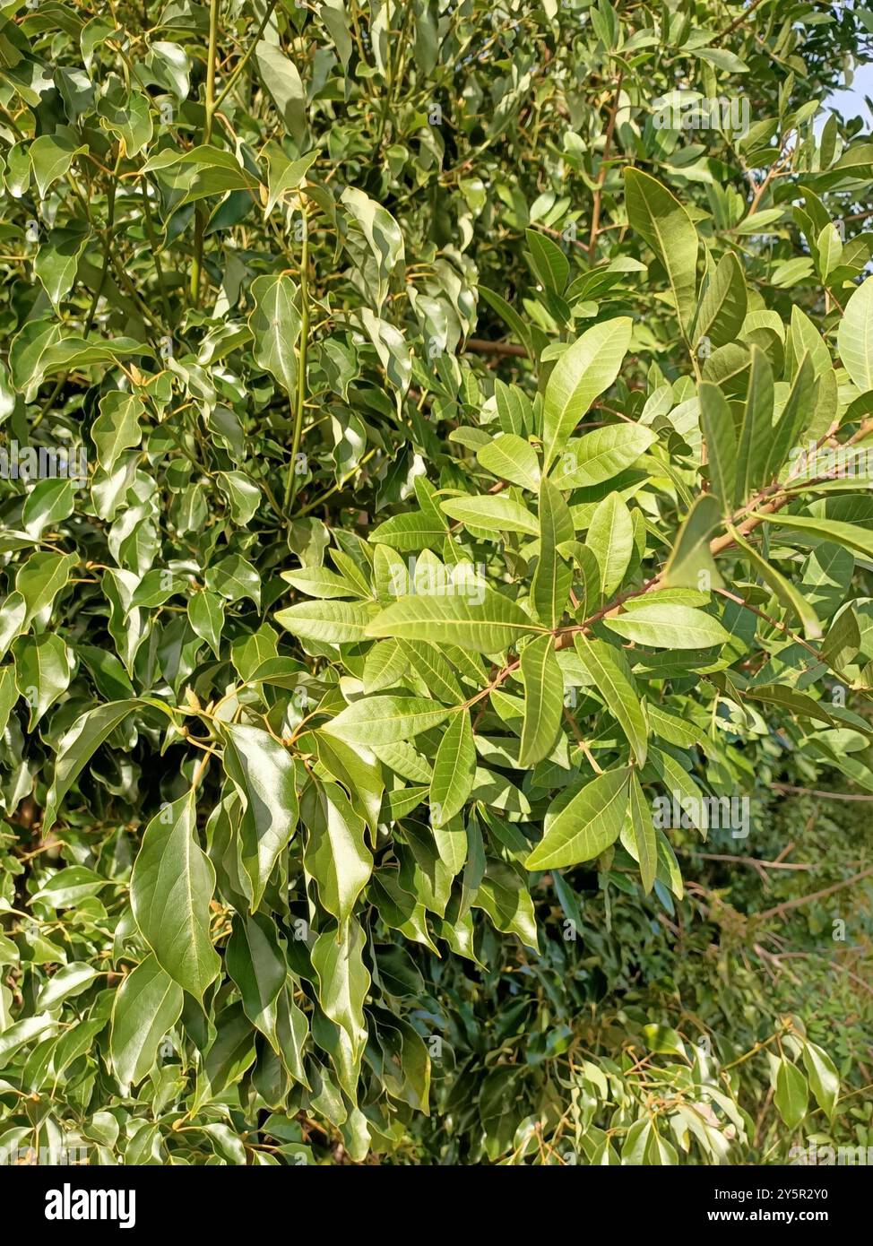 Camphor Tree (Cinnamomum camphora) Plantae Stock Photo - Alamy