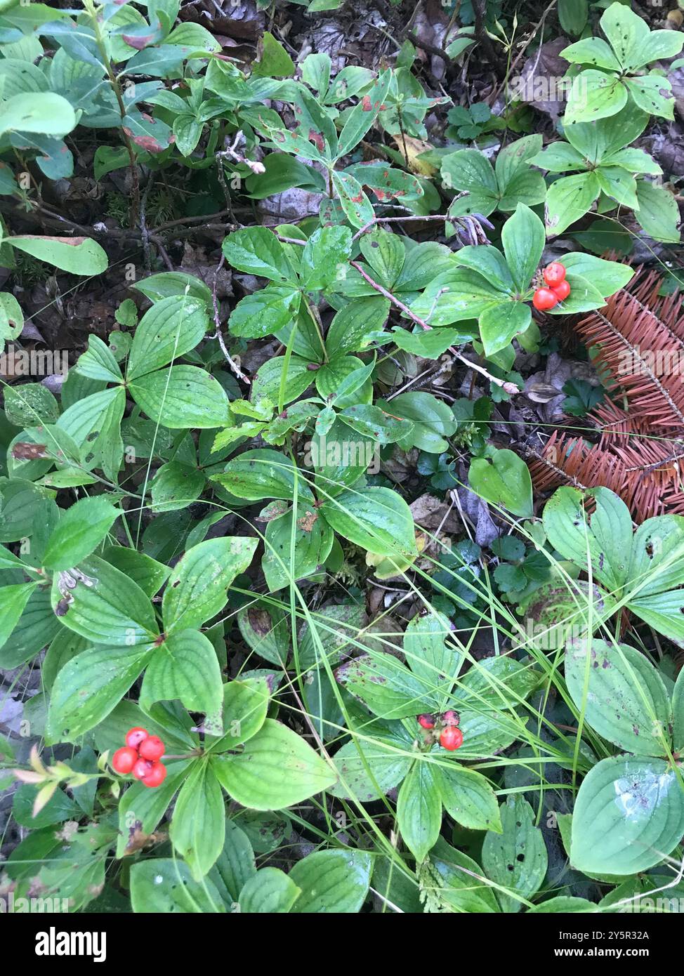 Canadian bunchberry (Cornus canadensis) Plantae Stock Photo - Alamy