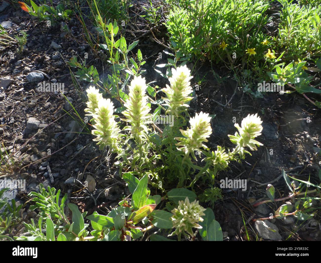 dwarf alpine Indian paintbrush (Castilleja nana) Plantae Stock Photo ...