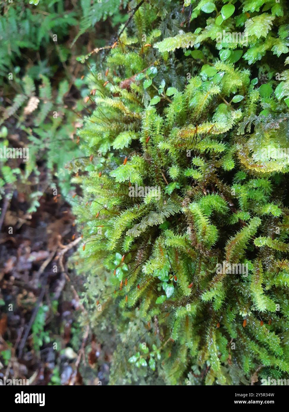 pipe-cleaner moss (Ptychomnion aciculare) Plantae Stock Photo - Alamy