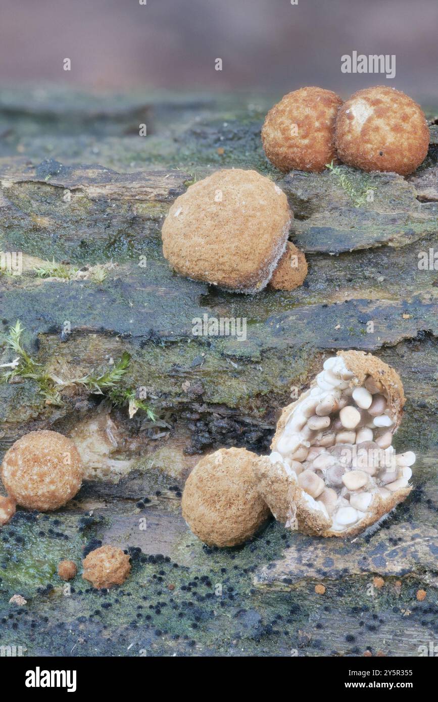 amorphous bird's nest fungus (Nidularia deformis) Fungi Stock Photo - Alamy