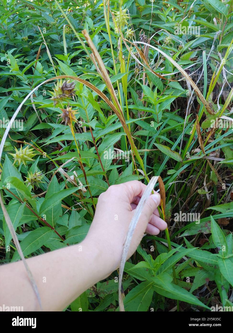 Gray's sedge (Carex grayi) Plantae Stock Photo - Alamy