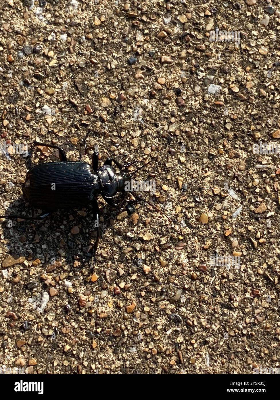 Black Caterpillar Hunter (Calosoma sayi) Insecta Stock Photo - Alamy