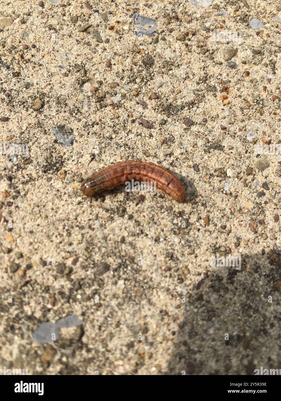 Cutworms and Dart Moths (Noctuinae) Insecta Stock Photo - Alamy