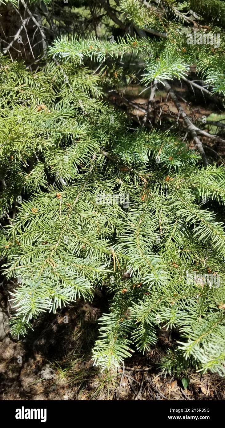 California Red Fir (Abies magnifica magnifica) Plantae Stock Photo - Alamy