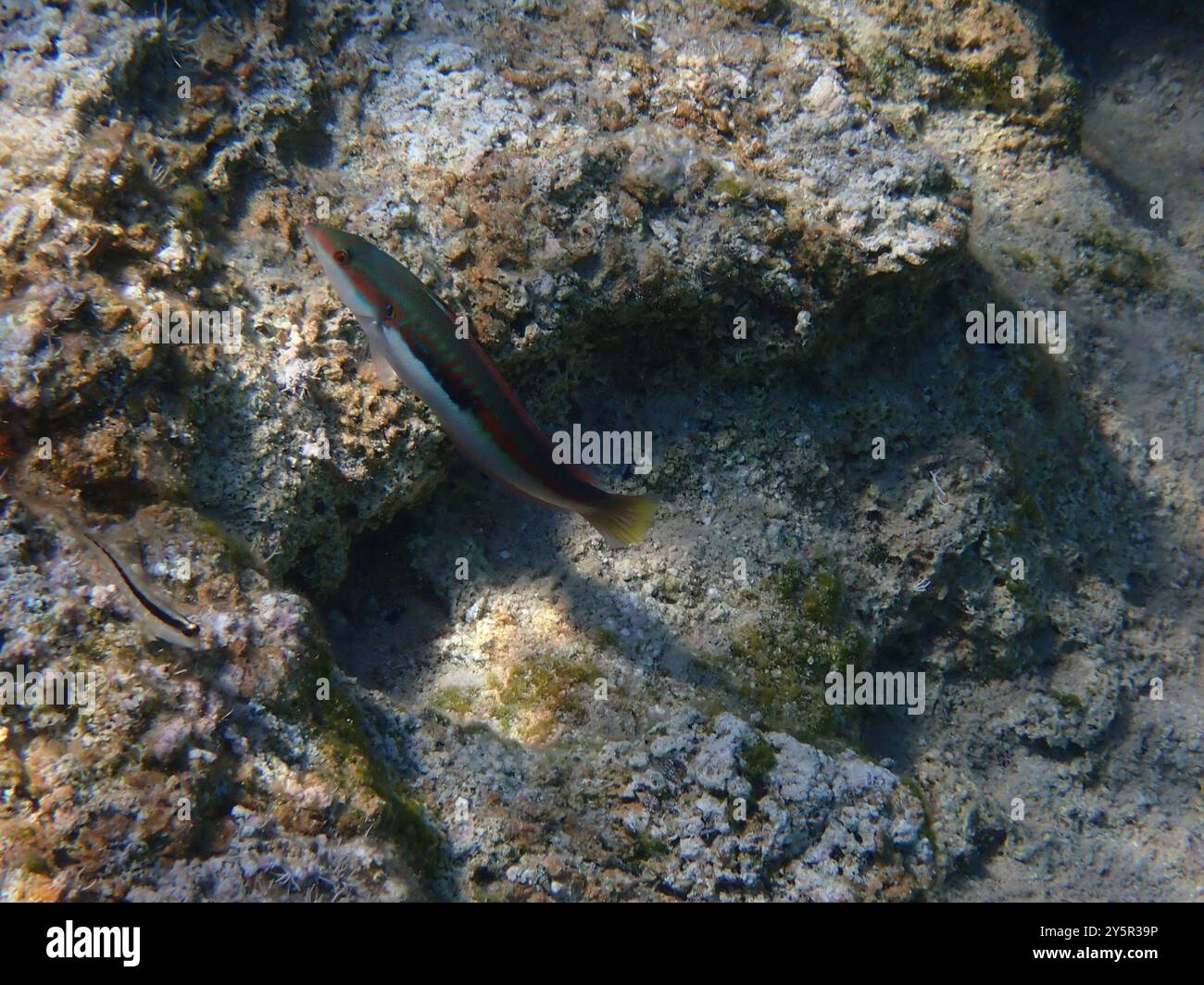 Mediterranean Rainbow Wrasse (Coris julis) Actinopterygii Stock Photo ...